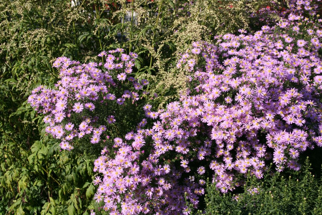 Aster 'Pink Spray' - Herfstaster | De Tuinen van Appeltern