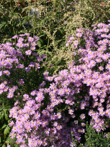 Aster 'Pink Spray' - Herfstaster | De Tuinen van Appeltern