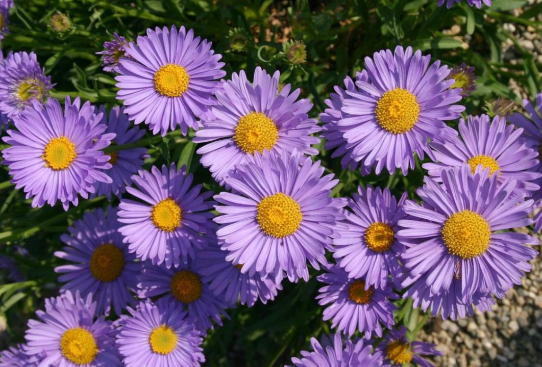 Aster alpinus 'Goliath' - Alpenaster , Voorjaarsaster | De Tuinen van ...