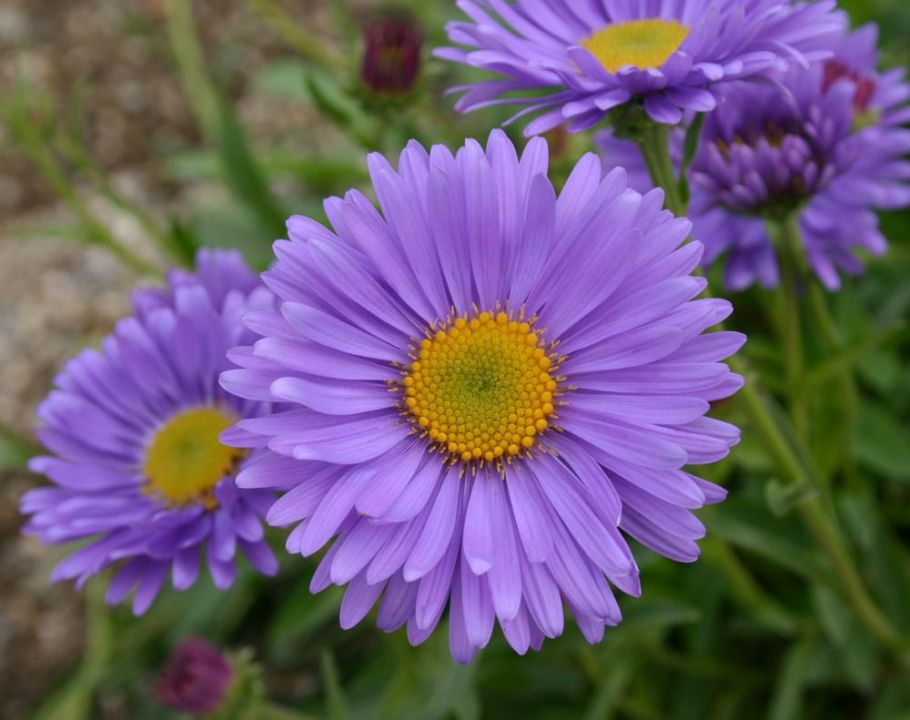 Aster alpinus 'Goliath' - Alpenaster , Voorjaarsaster | De Tuinen van ...