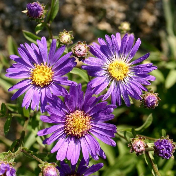 Aster amellus 'Veilchenkönigin' - Bergaster | De Tuinen van Appeltern