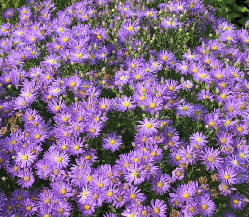 Aster amellus 'Veilchenkönigin' - Bergaster | De Tuinen van Appeltern