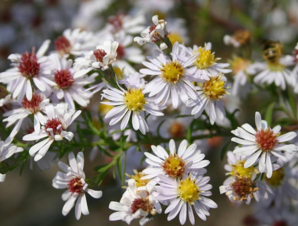 Aster ericoides 'Erlkönig' - Aster | De Tuinen van Appeltern