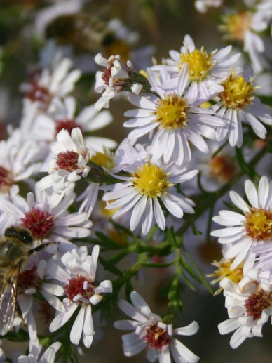 Aster ericoides 'Erlkönig' - Aster | De Tuinen van Appeltern