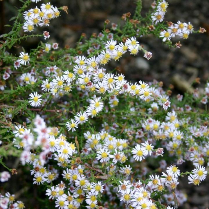 Aster ericoides 'Erlkönig' - Aster | De Tuinen van Appeltern