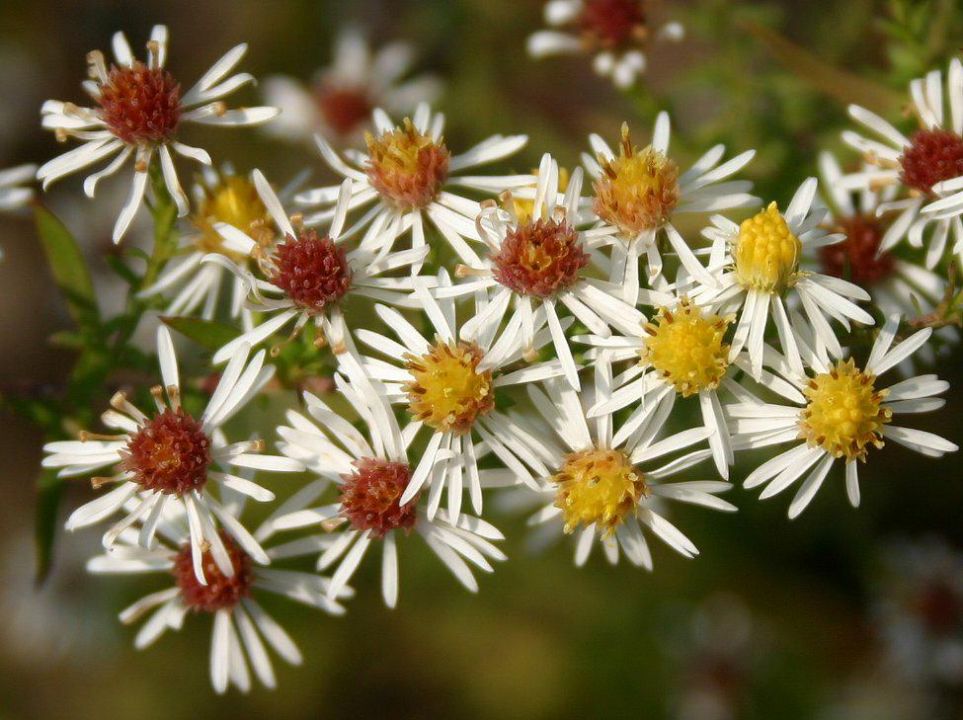 Aster ericoides 'Golden Spray' - Aster | De Tuinen van Appeltern