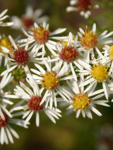 Aster ericoides 'Golden Spray' - Aster | De Tuinen van Appeltern