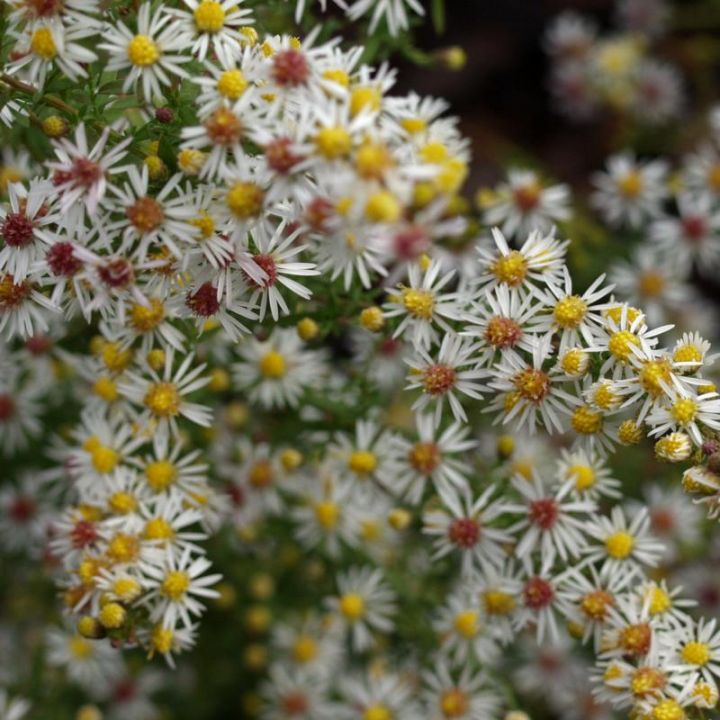 Aster ericoides 'Golden Spray' - Aster | De Tuinen van Appeltern