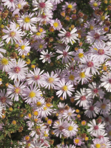 Aster ericoides 'Pink Cloud' - Aster | De Tuinen van Appeltern