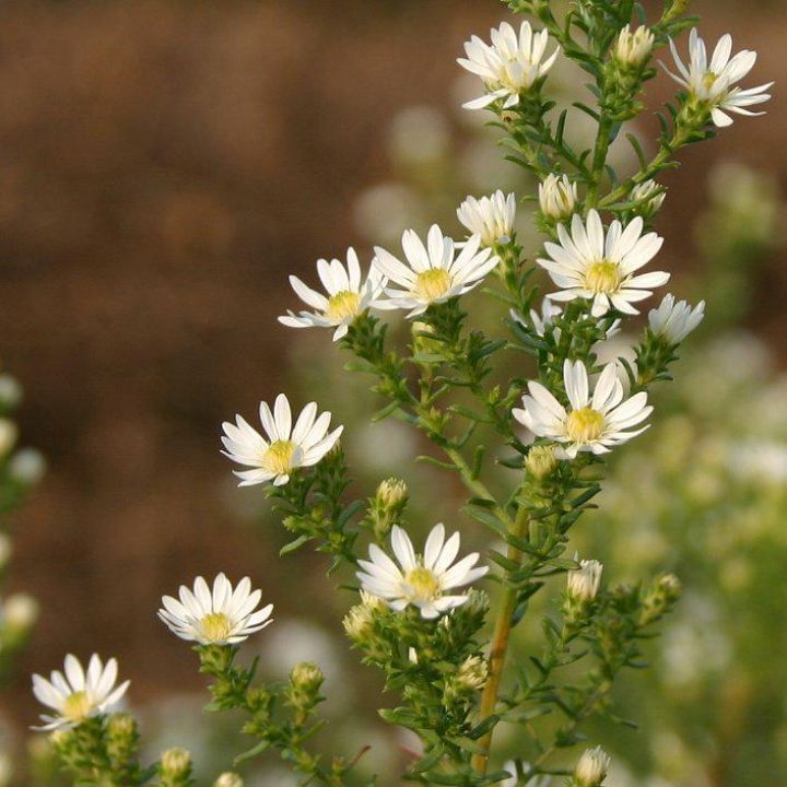 Aster ericoides 'Schneetanne' - Aster | De Tuinen van Appeltern