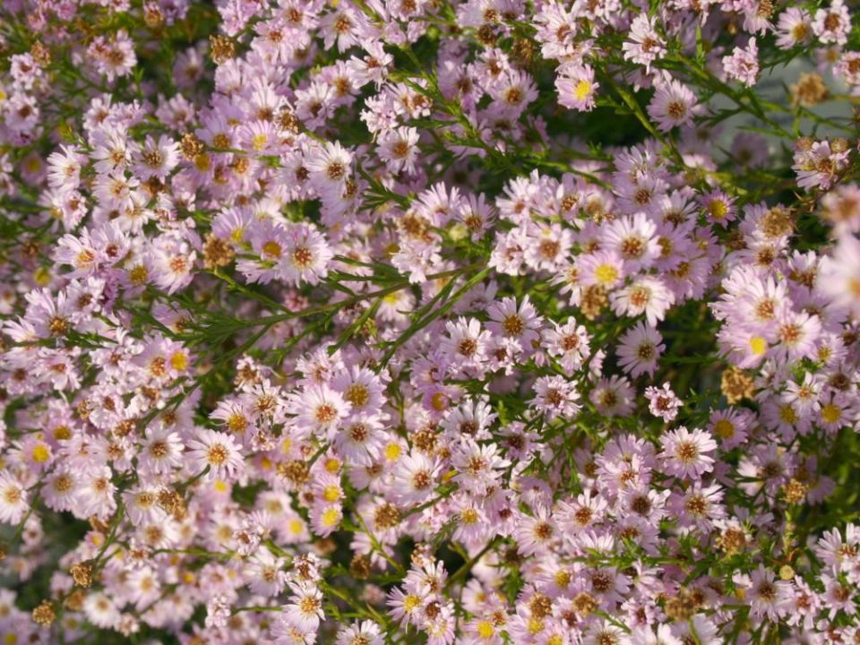 Aster 'Esther' - Aster | De Tuinen van Appeltern
