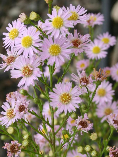 Aster 'Esther' - Aster | De Tuinen van Appeltern