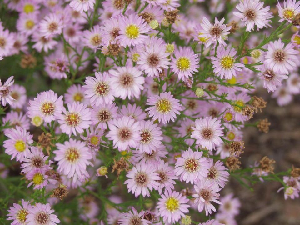 Aster 'Esther' - Aster | De Tuinen van Appeltern