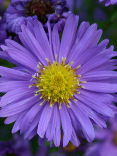 Aster novi-belgii 'Dauerblau' - Nieuw-Nederlandse aster | De Tuinen van ...