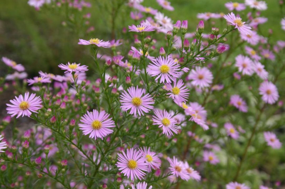 Aster 'Pink Star' - Herfstaster | De Tuinen van Appeltern