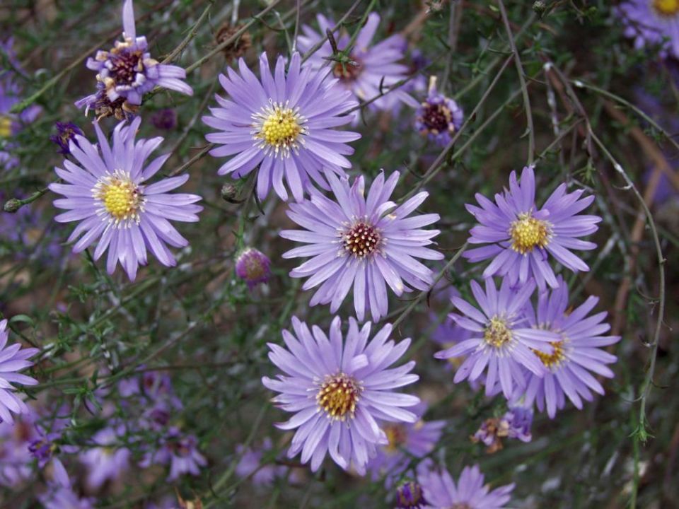 Aster turbinellus - Prairie aster | De Tuinen van Appeltern