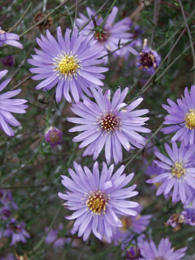 Aster turbinellus - Prairie aster | De Tuinen van Appeltern
