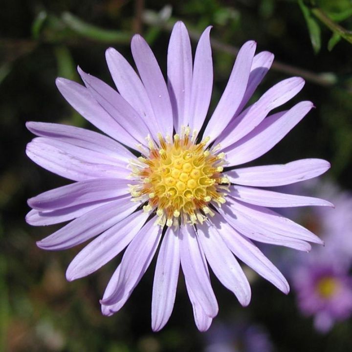 Aster turbinellus - Prairie aster | De Tuinen van Appeltern