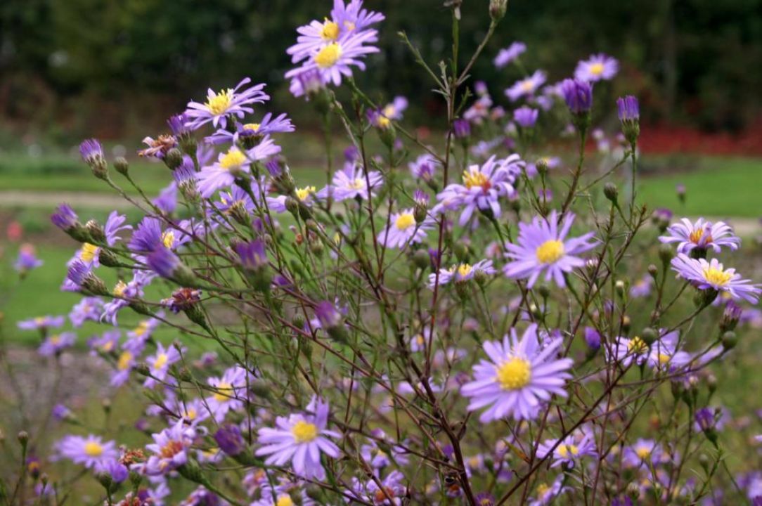 Aster turbinellus - Prairie aster | De Tuinen van Appeltern