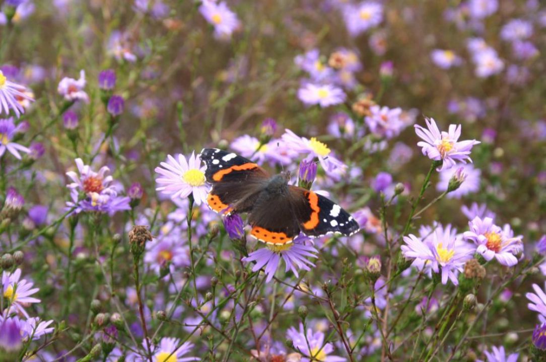 Aster turbinellus - Prairie aster | De Tuinen van Appeltern