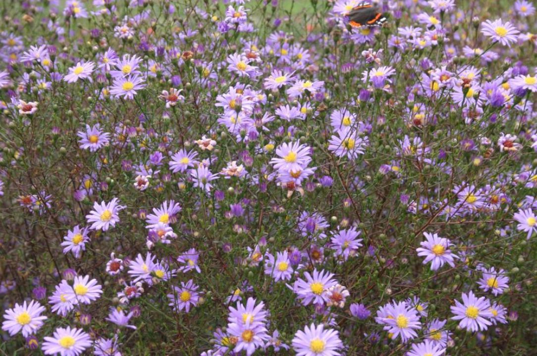 Aster turbinellus - Prairie aster | De Tuinen van Appeltern