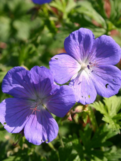 Geranium himalayense 'Baby Blue' - Ooievaarsbek | De Tuinen van Appeltern
