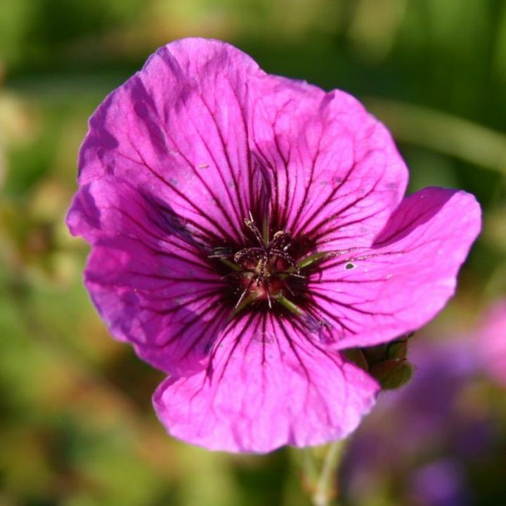 Geranium psilostemon 'Ivan' - Ooievaarsbek | De Tuinen van Appeltern