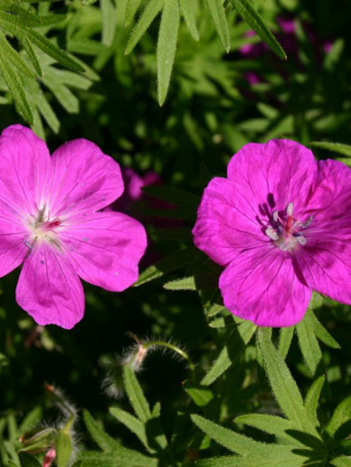 Geranium sanguineum 'Elsbeth' - Ooievaarsbek | De Tuinen van Appeltern