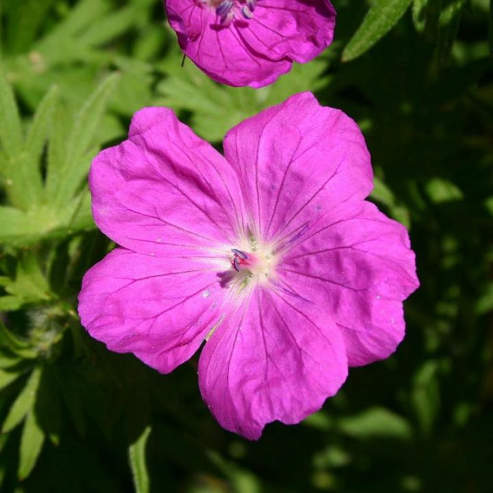 Geranium sanguineum 'Elsbeth' - Ooievaarsbek | De Tuinen van Appeltern