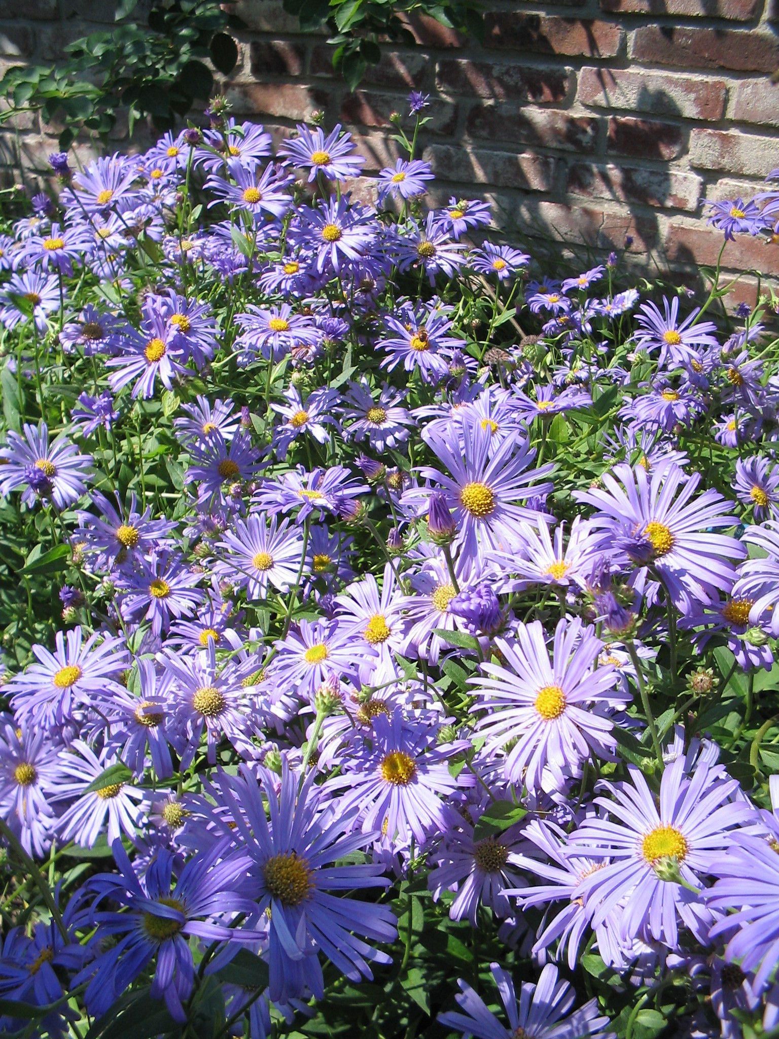 Aster x frikartii 'Mönch' - Herfstaster - De Tuinen van Appeltern