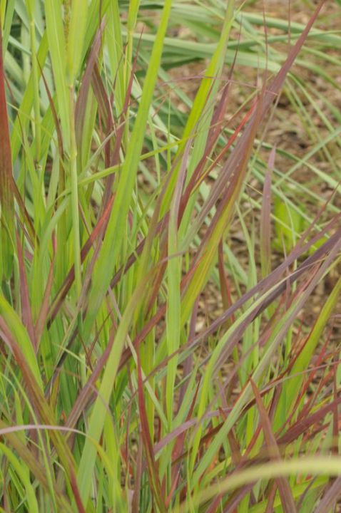 Panicum virgatum 'Cheyenne Sky' - Vingergras , Parelgierst | De Tuinen ...