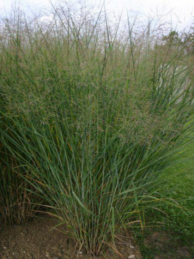 Panicum virgatum 'Cloud Nine' - Vingergras , Parelgierst | De Tuinen van Appeltern