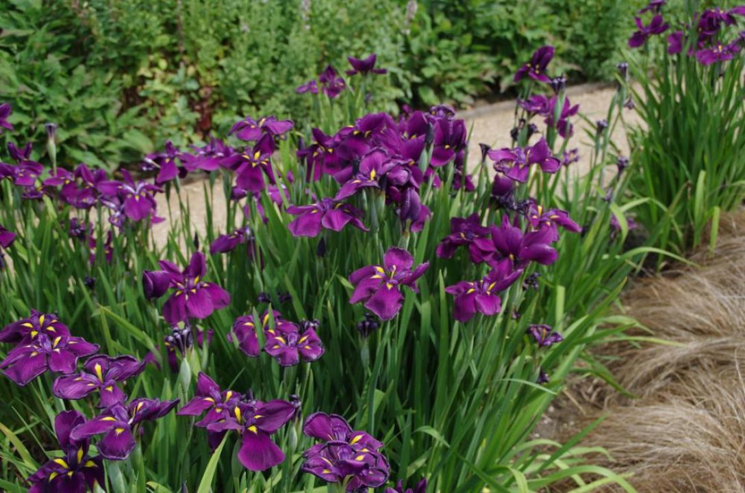 Iris ensata 'Laughing Lion' - Japanse iris | De Tuinen van Appeltern
