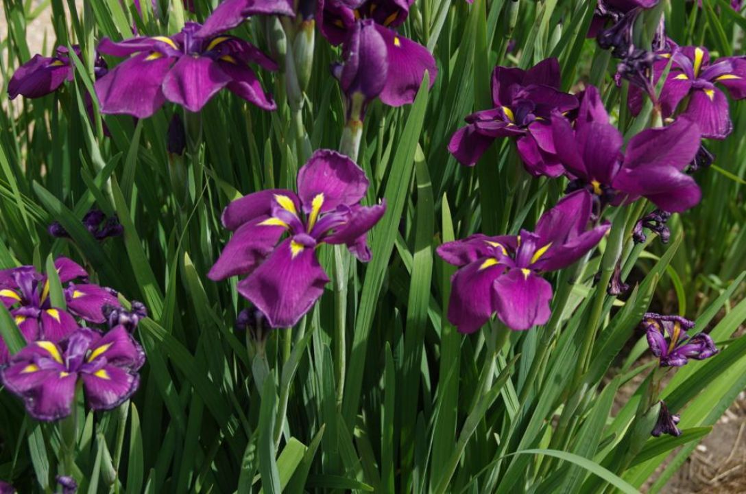 Iris ensata 'Laughing Lion' - Japanse iris | De Tuinen van Appeltern