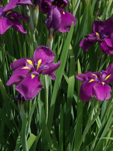 Grassenborder | De Tuinen van Appeltern
