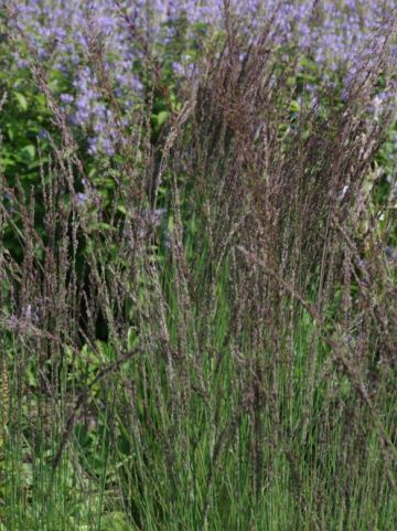 Grassenborder | De Tuinen van Appeltern