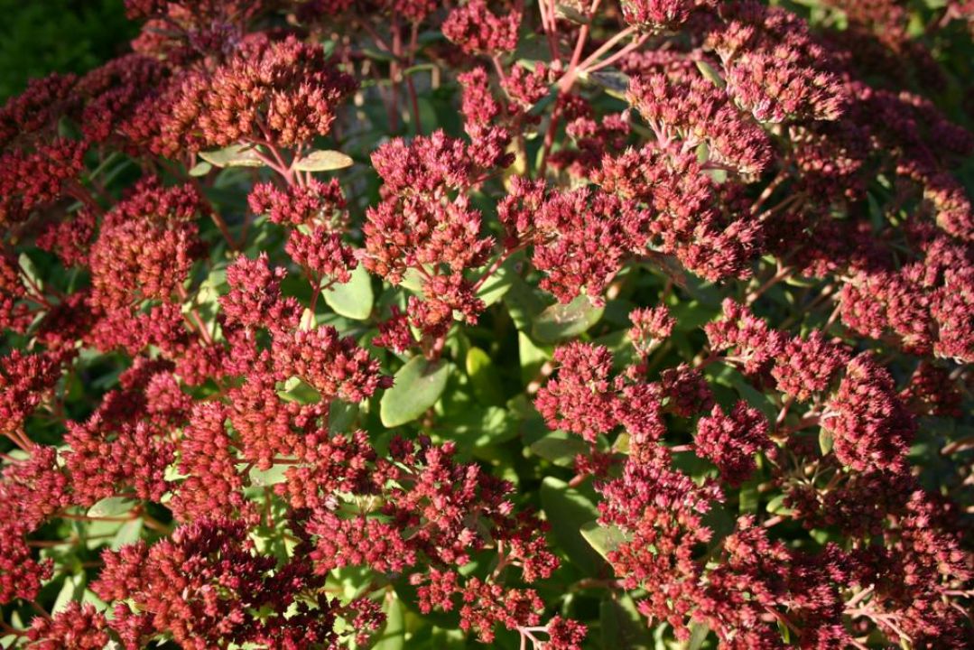 Sedum 'Abbeydore' - Hemelssleutel | De Tuinen van Appeltern