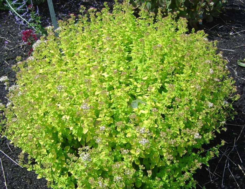 Origanum vulgare 'Thumble's Variety' - Oregano | De Tuinen van Appeltern