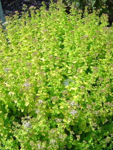 Origanum vulgare 'Thumble's Variety' - Oregano | De Tuinen van Appeltern