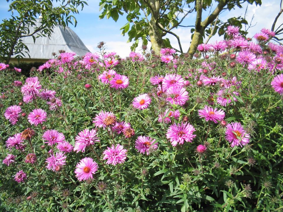 Aster novae-angliae 'Barr's Pink - Herfstaster | De Tuinen van Appeltern