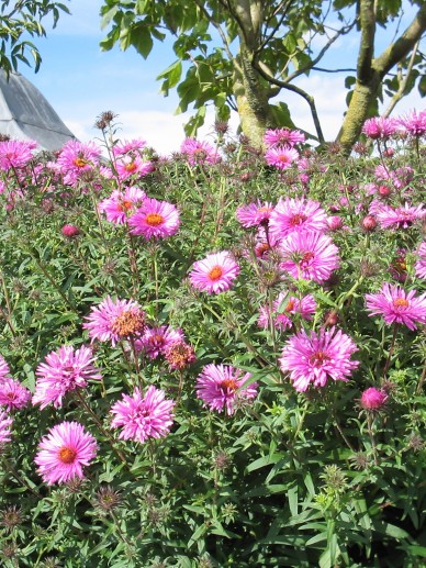 Aster novae-angliae 'Barr's Pink - Herfstaster | De Tuinen van Appeltern