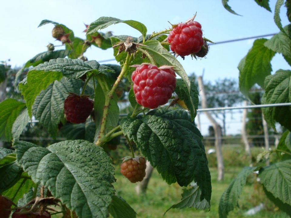 Rubus idaeus 'Tulameen' - Framboos | De Tuinen van Appeltern