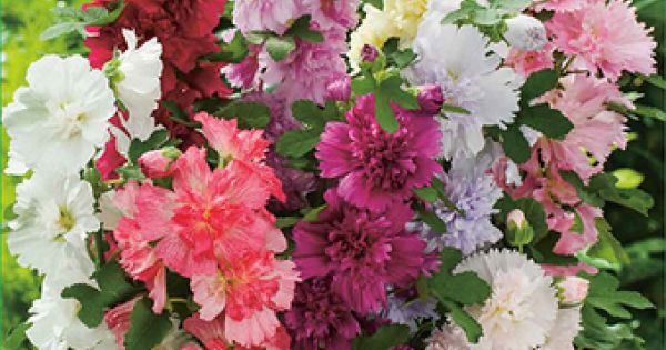 Alcea rosea Mix | De Tuinen van Appeltern