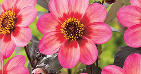 Dahlia 'Dahlegria Tricolore' | De Tuinen van Appeltern