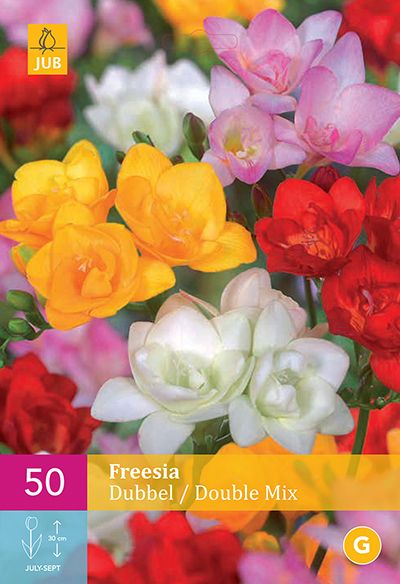 Freesia 'Dubbel/Double Mix' | De Tuinen van Appeltern