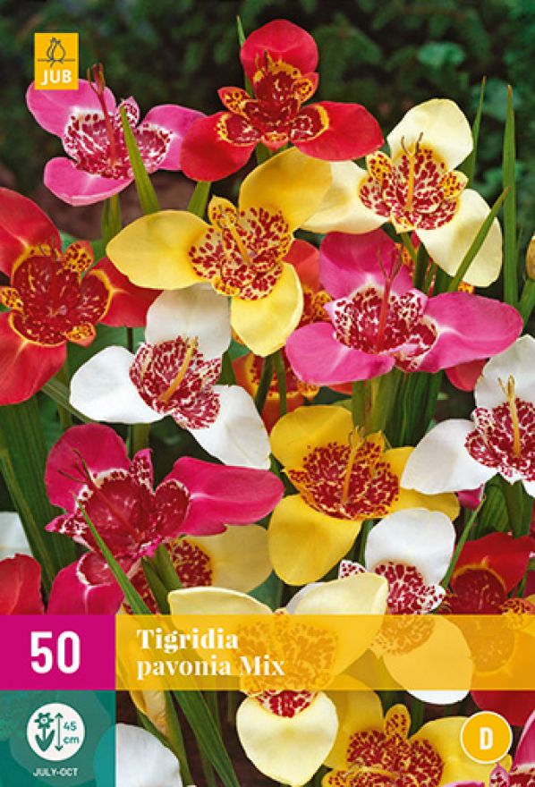 Tigridia pavonia Mix | De Tuinen van Appeltern