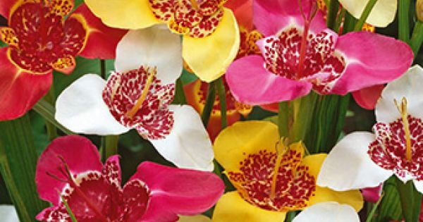 Tigridia pavonia Mix | De Tuinen van Appeltern