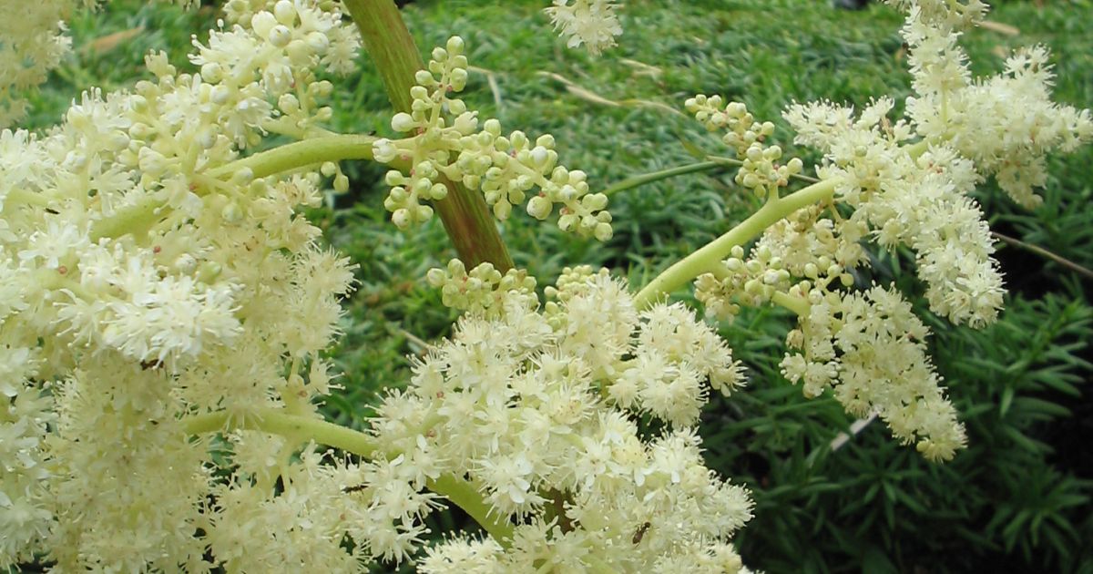 Astilboides tabularis - Tafelblad | De Tuinen van Appeltern