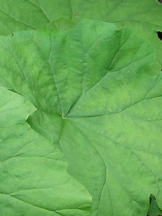 Astilboides tabularis - Tafelblad | De Tuinen van Appeltern