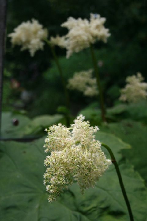 Astilboides tabularis - Tafelblad | De Tuinen van Appeltern